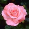Beginner's Rose List - Minnesota Rose Society